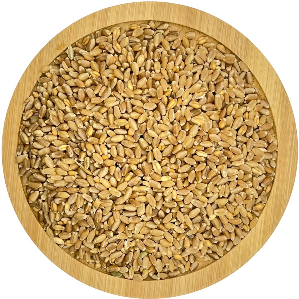 TRIGO – Campo Natural